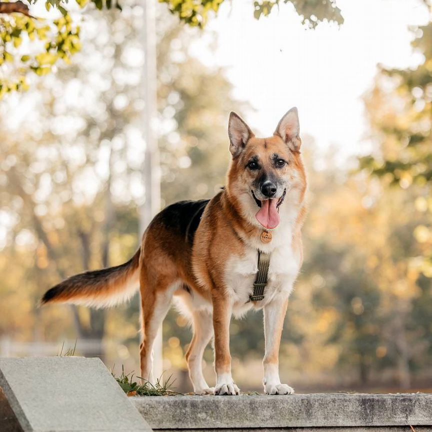 Собака в добрые руки