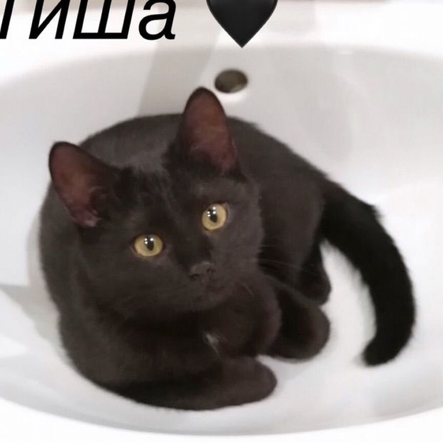 Котенок