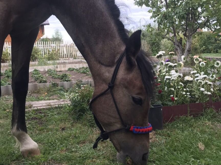 Недоуздок для лошади веревочный