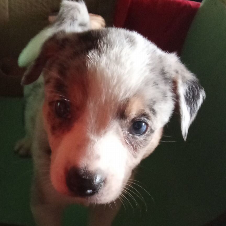 Щенок от частного владельца