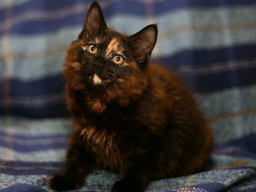 Курильская кошка