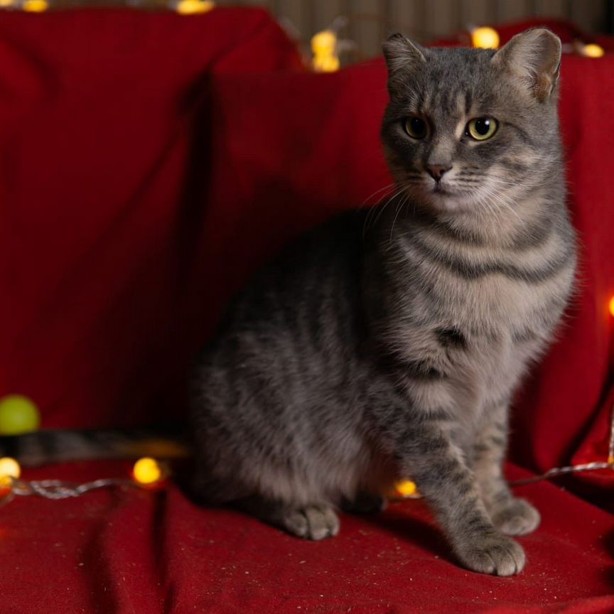 Молодая кошка 1,5-2 года