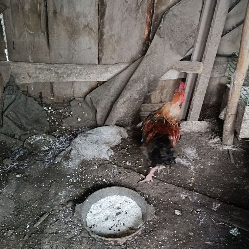 Молодые петухи