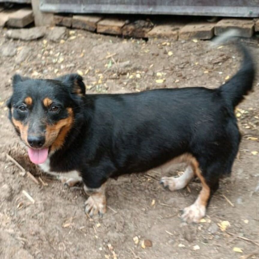 Маленькая черная собака в добрые руки