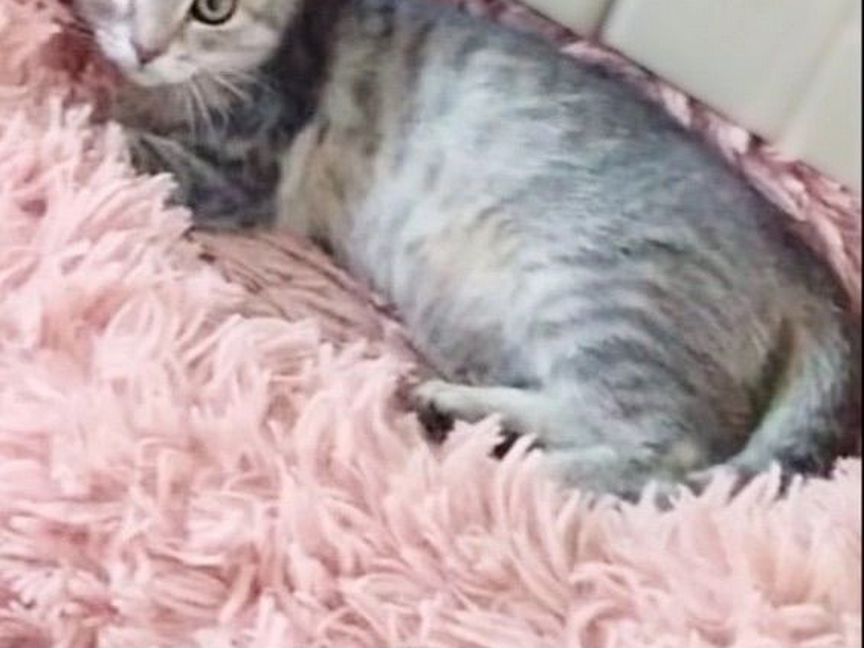 Котенок девочка бросили