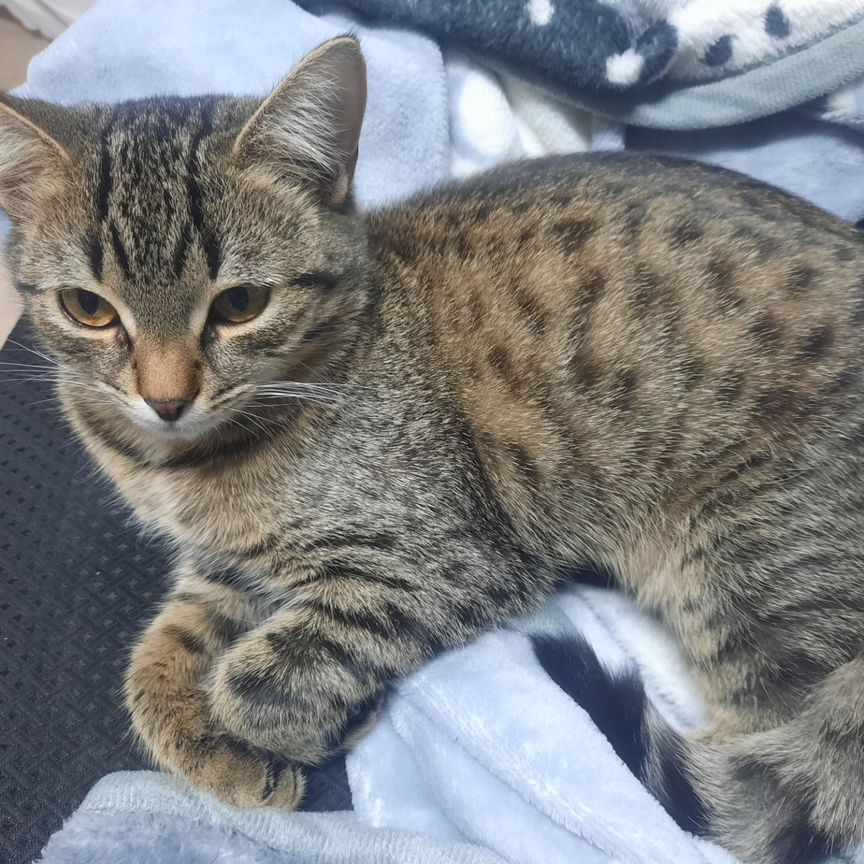 Кошка, отдам, к лотку приучена