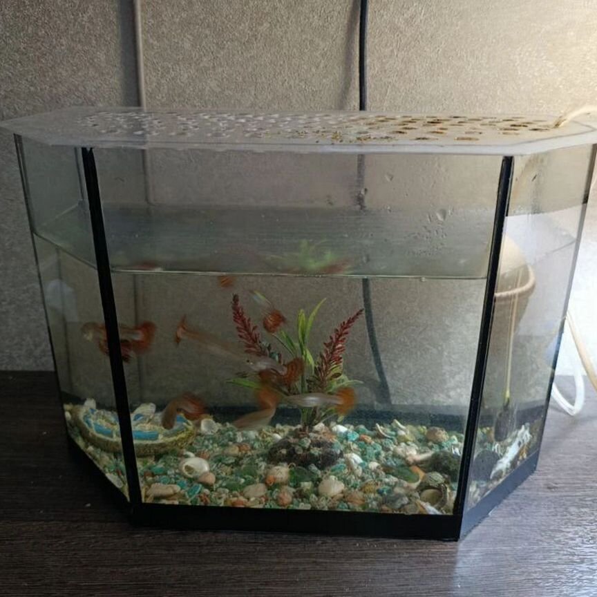 Аквариумные рыбки гуппи