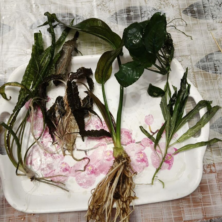 Аквариумные растения