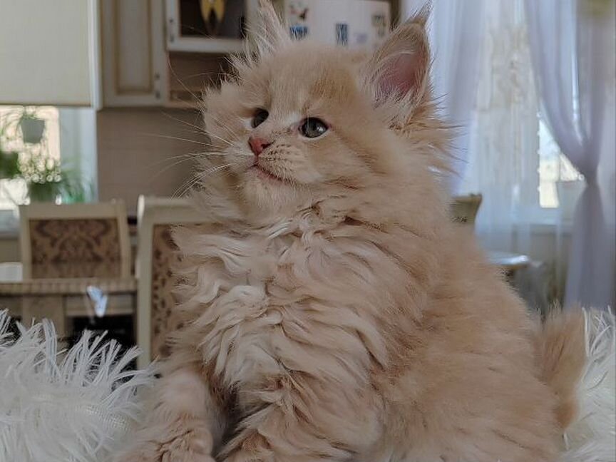 Котята мейн-кун полидакт девочки