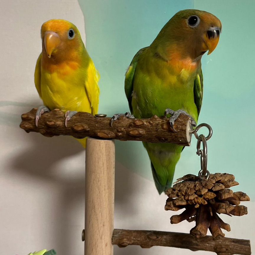 Птенцы попугая (неразлучника)