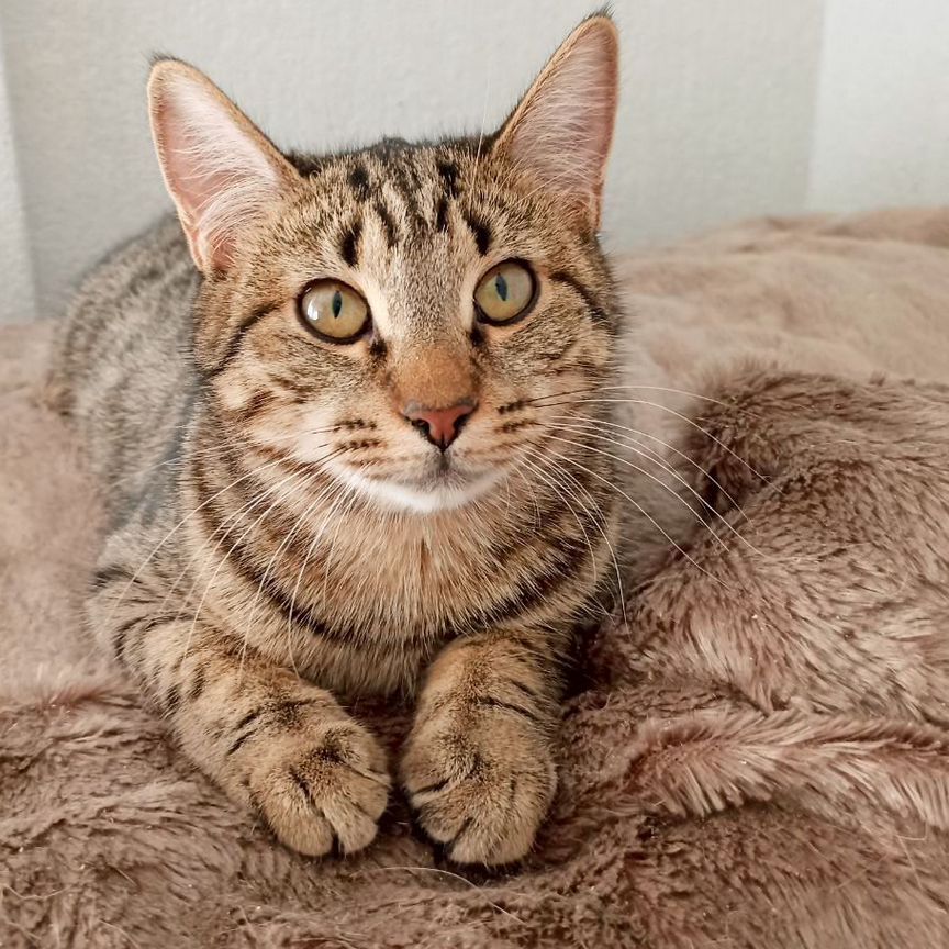 Котёнок Сара