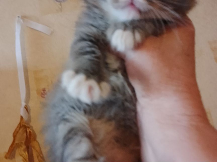 Сибирские пушистики