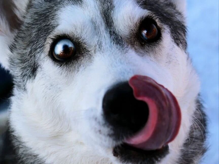 Сибирский хаски