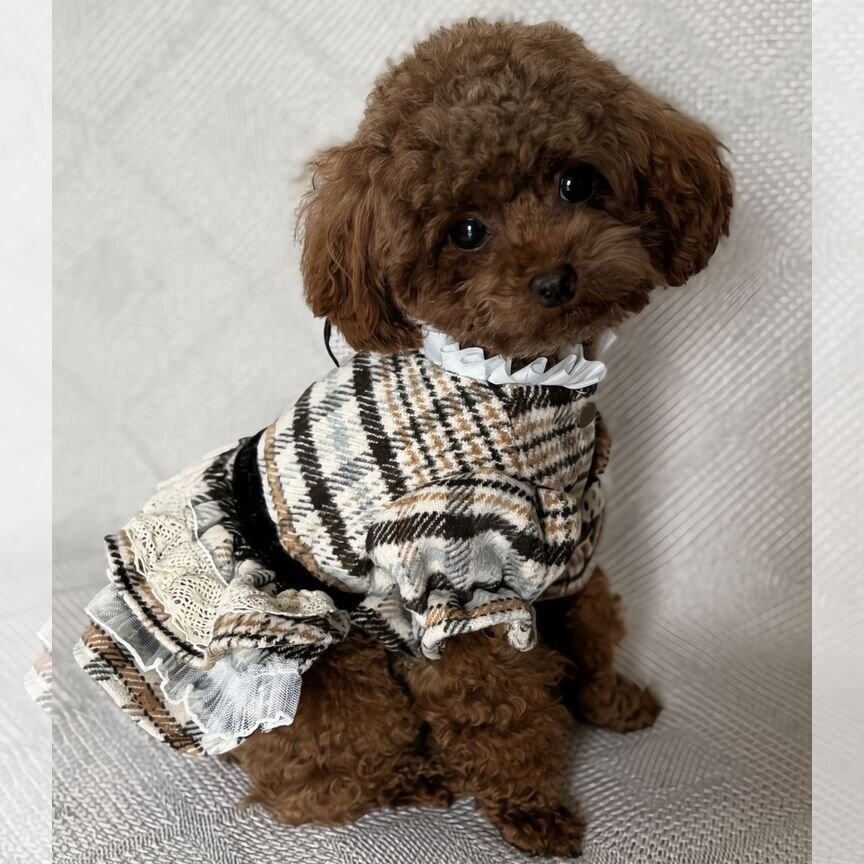 Той-пудель, щенок