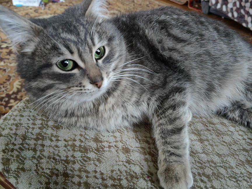 Котенок мальчик 7 мес