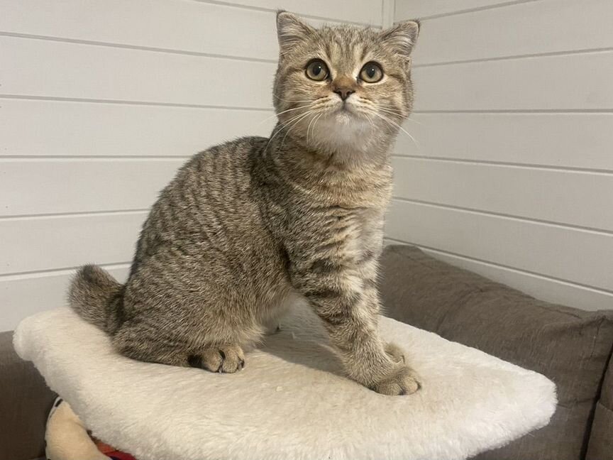 Шотландские котята