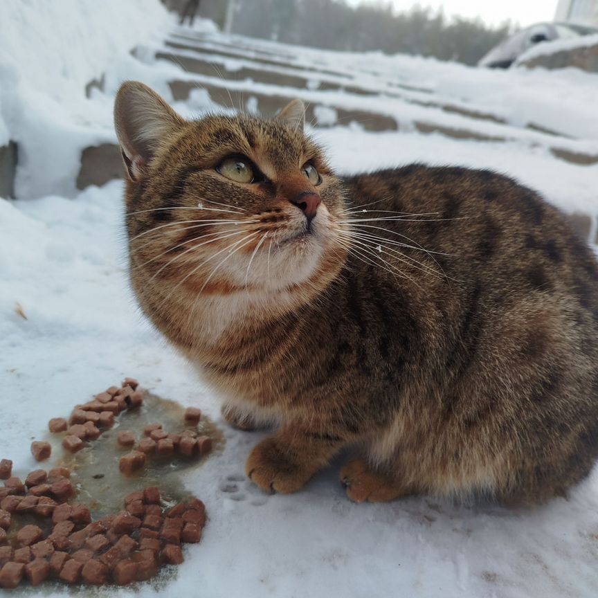 Кот в добрые руки