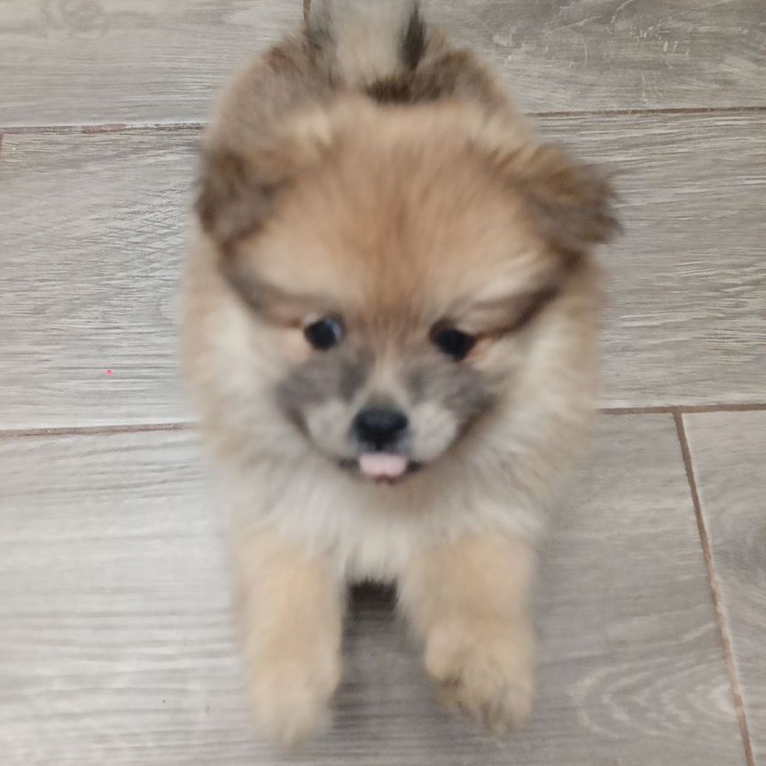 Немецкий шпиц, щенок