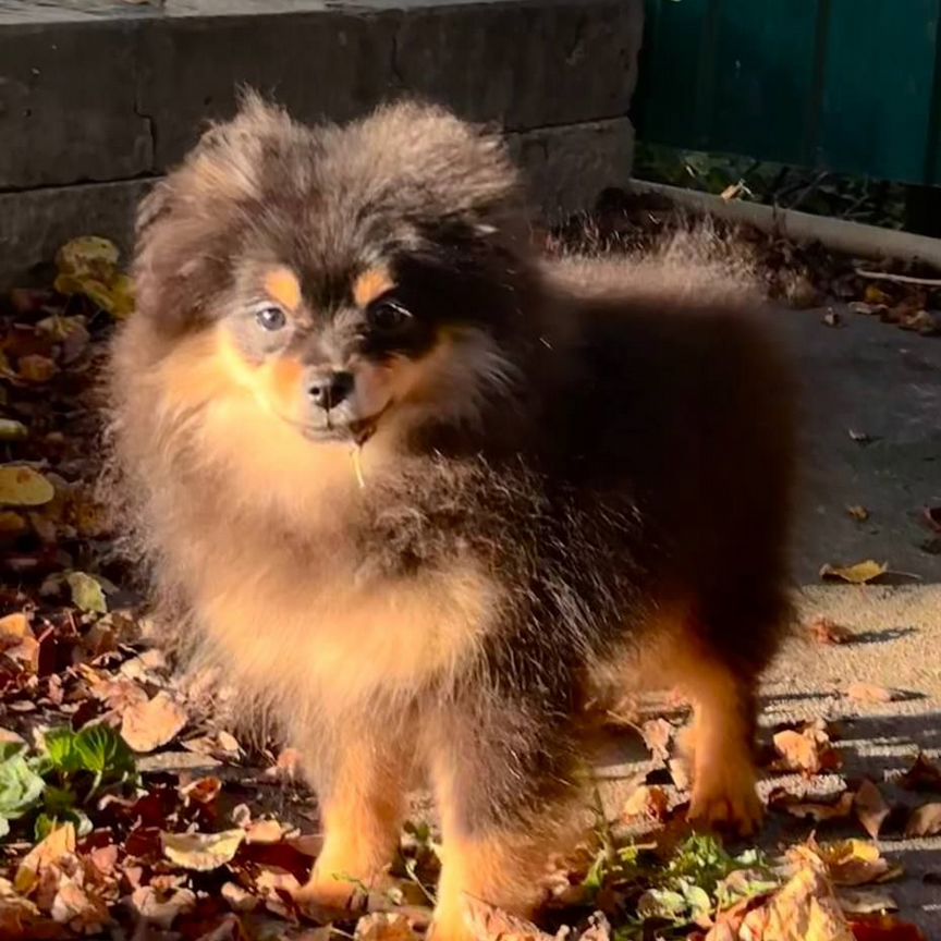 Померанский шпиц девочка 3,5 месяца