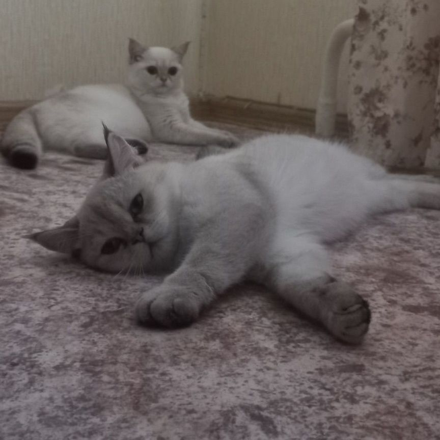 Британский короткошёрстный кот, взрослый