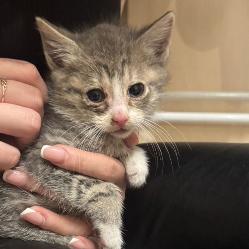Уличные котята в добрые руки