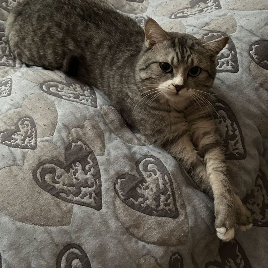 Взрослый кот в добрые руки