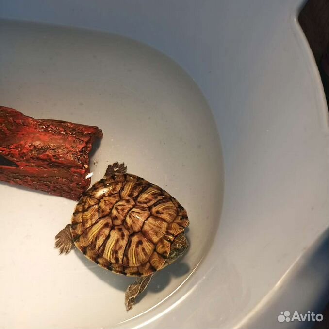 Красноухая черепаха мальчик