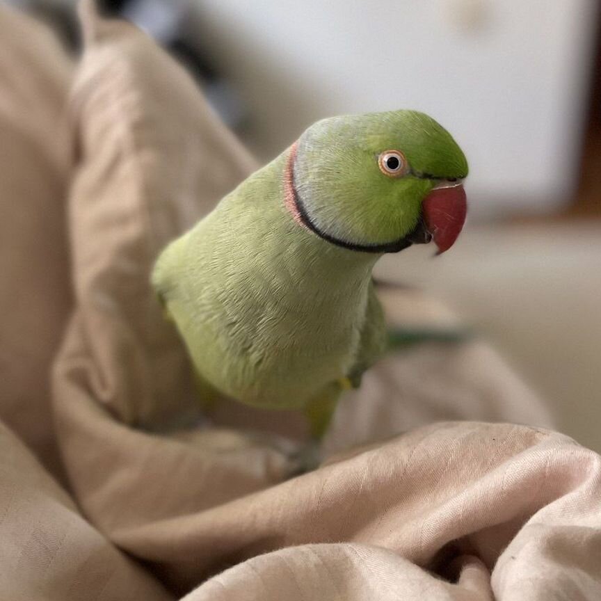 Ожереловый попугай самец