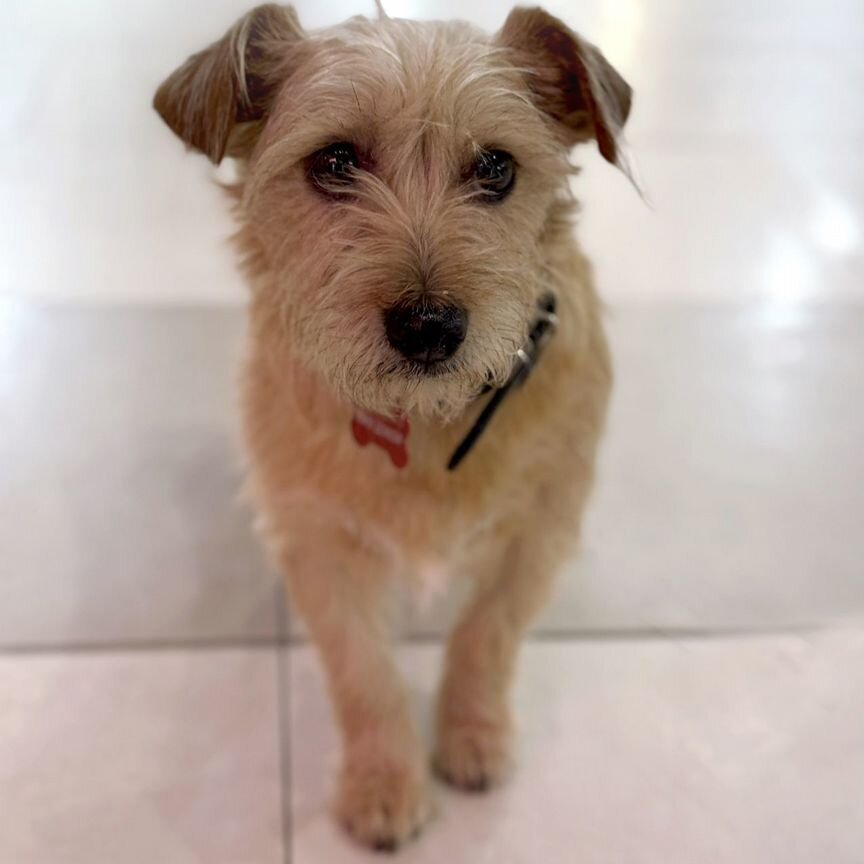 Взрослая собака в добрые руки