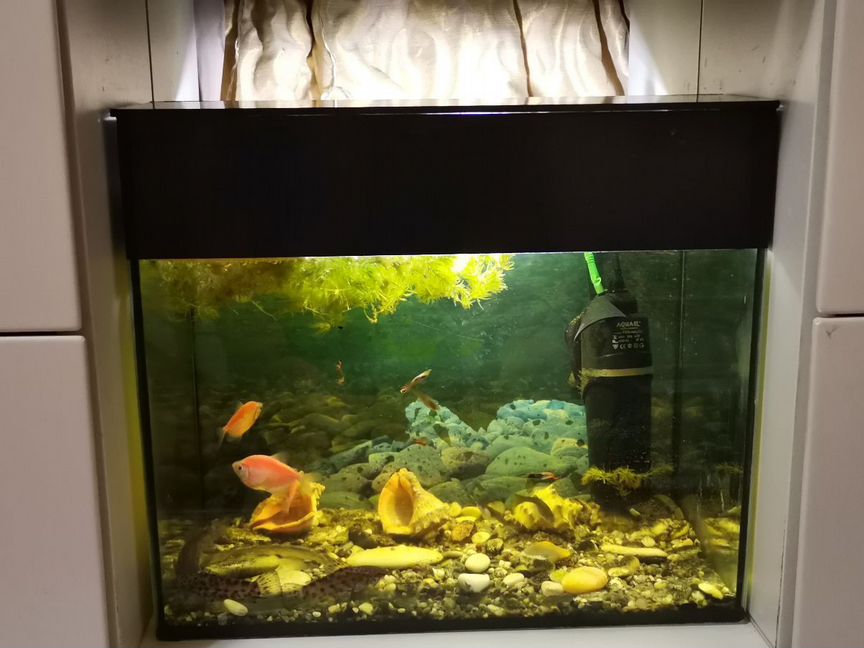 Аквариум с рыбками