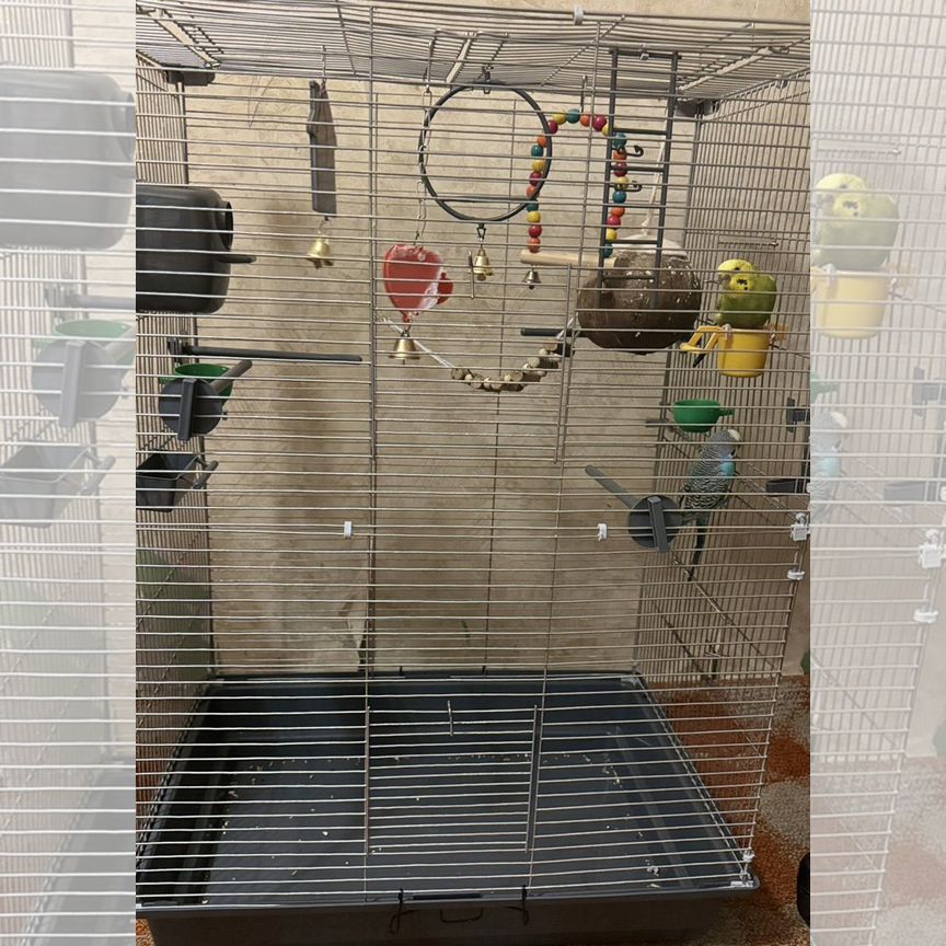 Попугай с большой клеткой