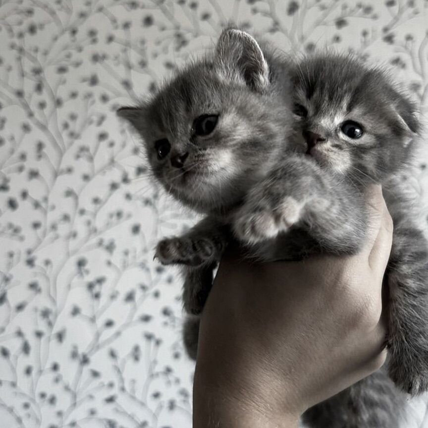 Котята
