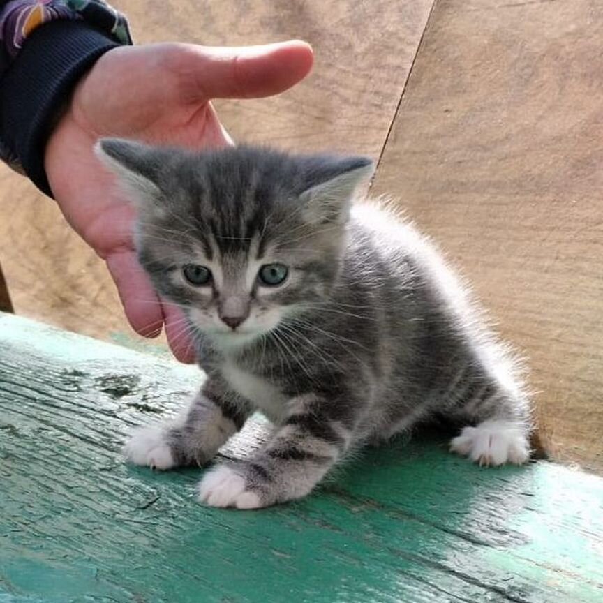 Котенок