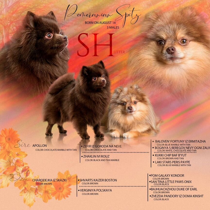 Щенки померанского шпица