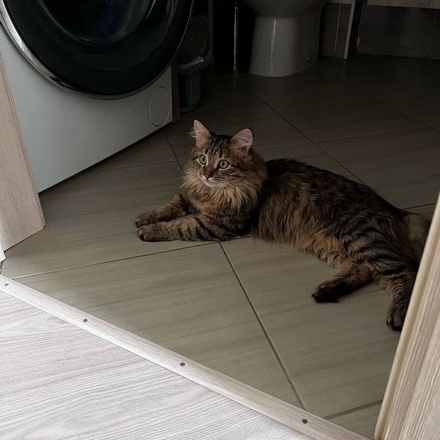 Кот подросток