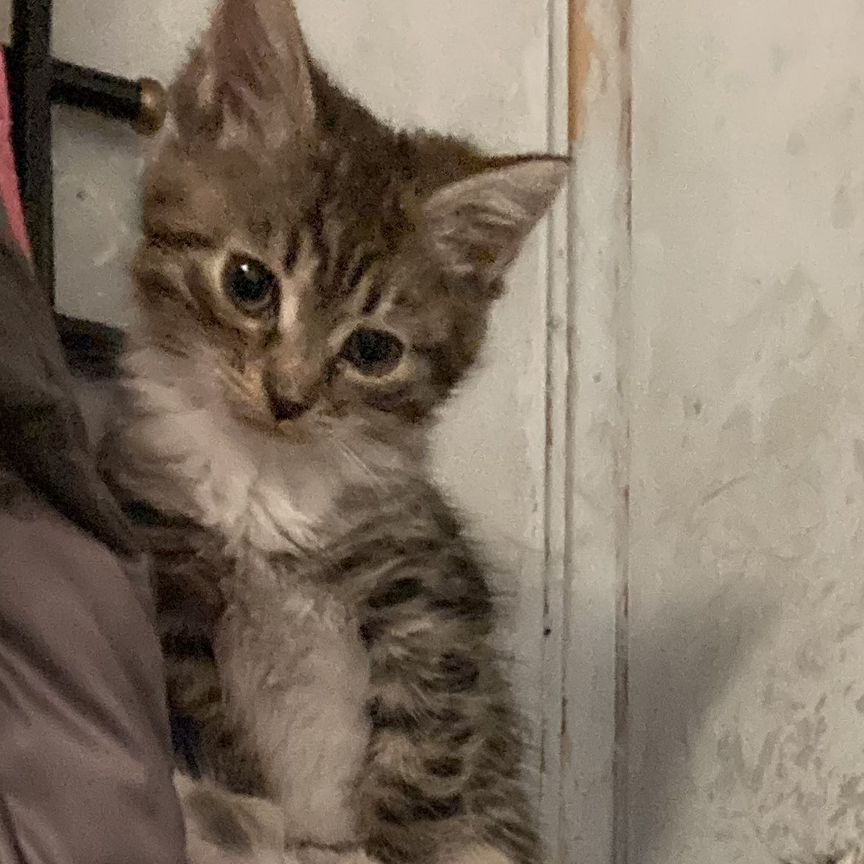 Котята бандиты