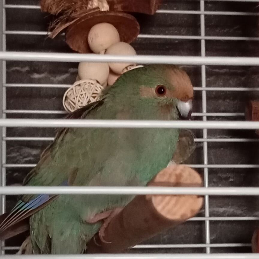 Попугай Какарик с клеткой