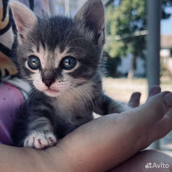 Чудо чудное