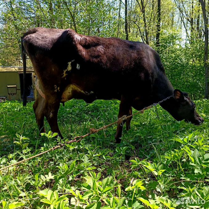 Коровы Джерси