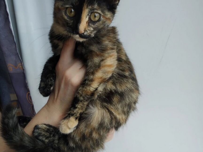 Кошки котята кошечки с доставкой