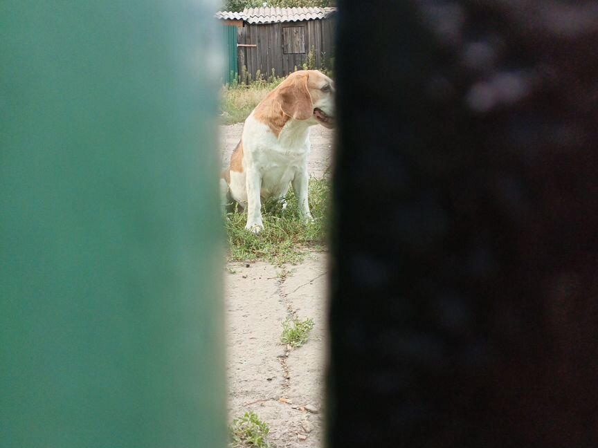 Собака породы бигль