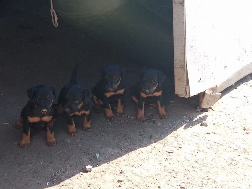 Щенки ягдтерьера