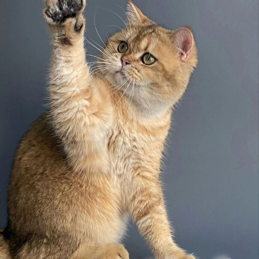 Шотландский котик