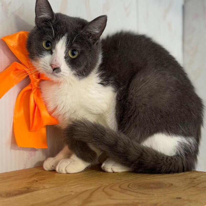 Кошечка из приюта