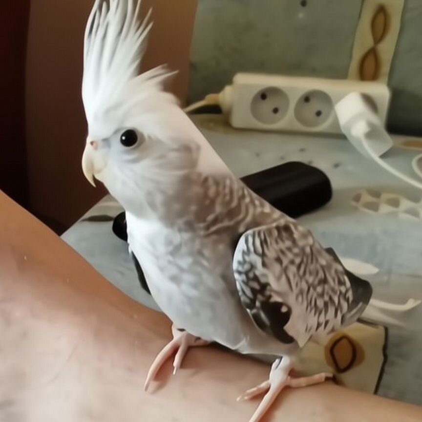 Попугай корелла