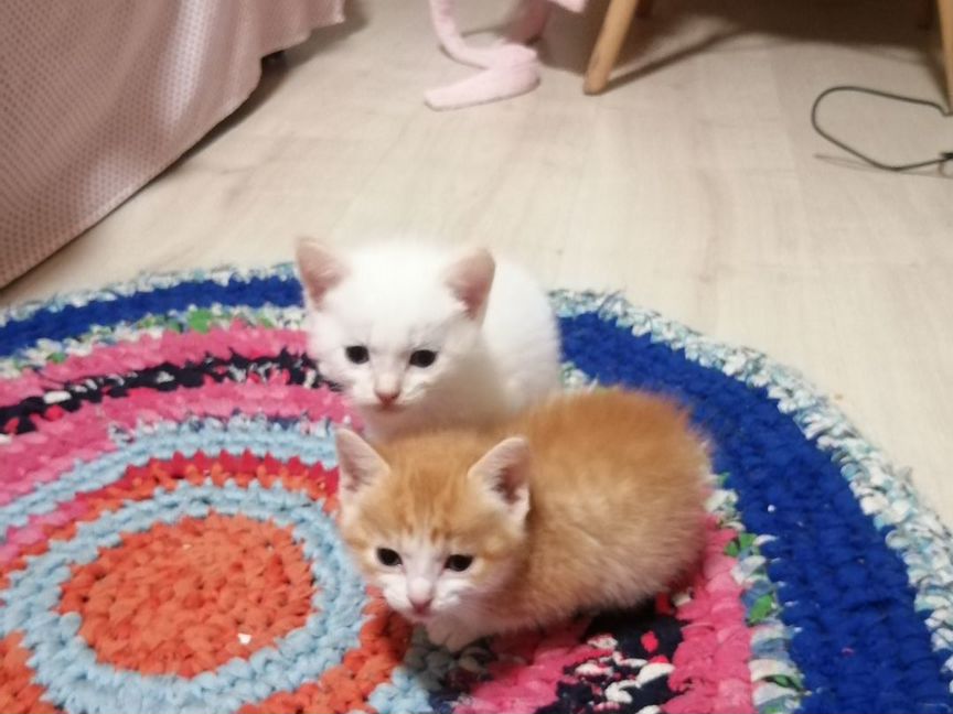 Котята продаю