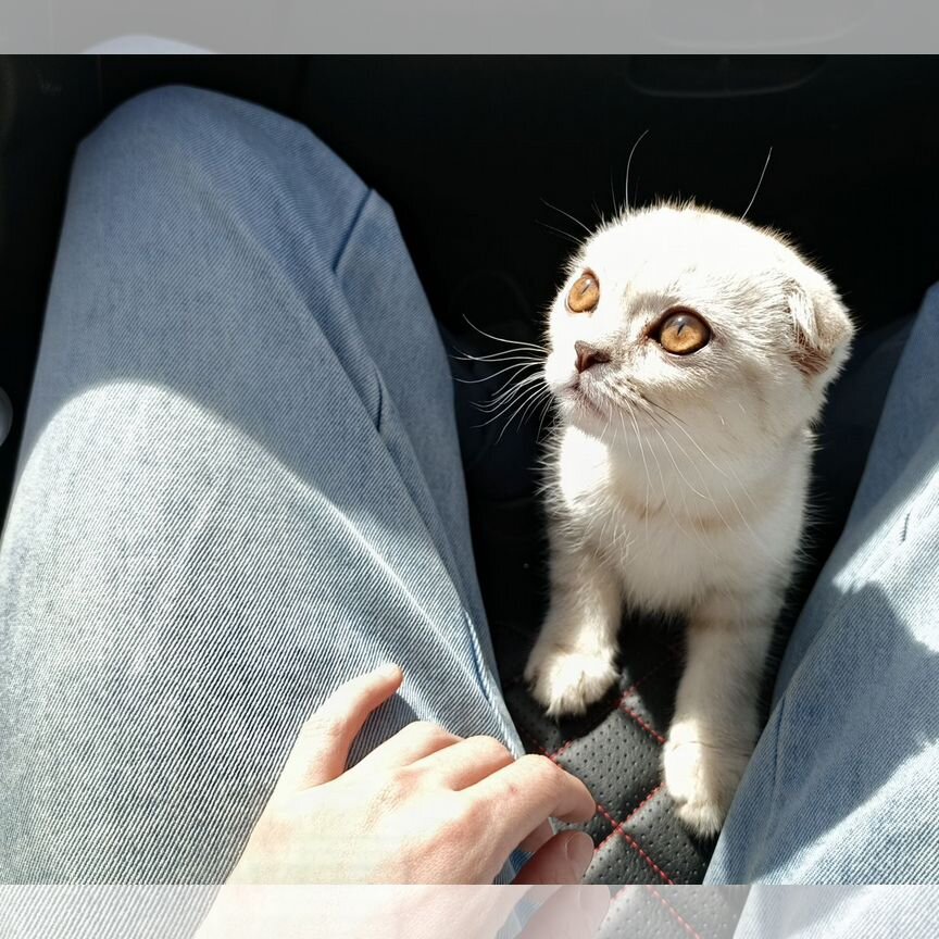 Шотландские вислоухие котики