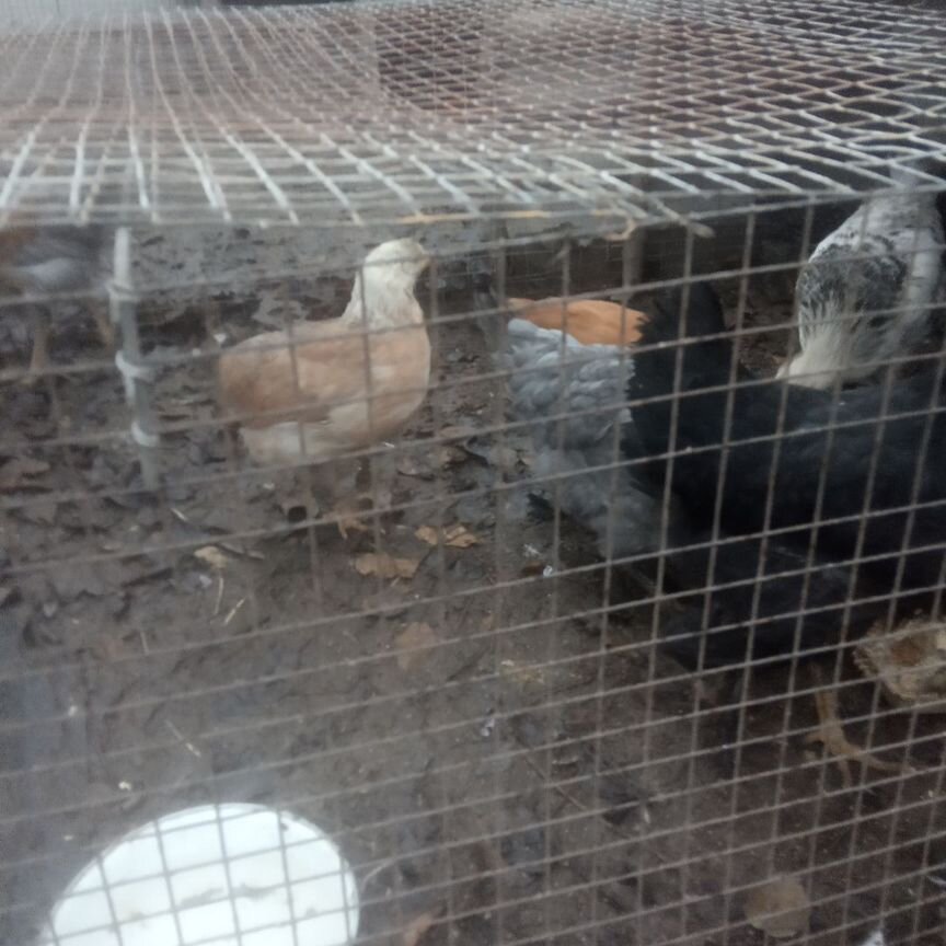 Курочки молодки