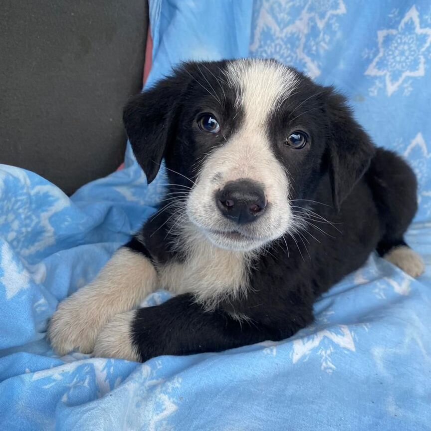 Щенок мальчик в добрые руки