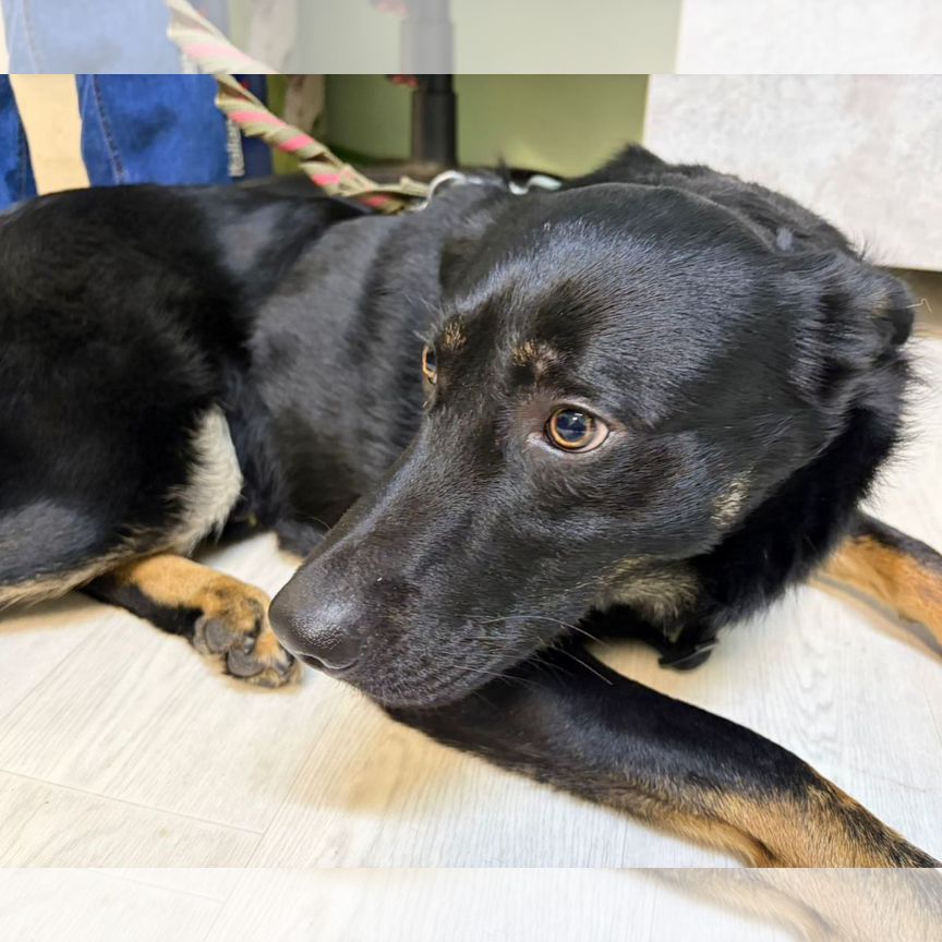 Взрослый пёс в добрые руки